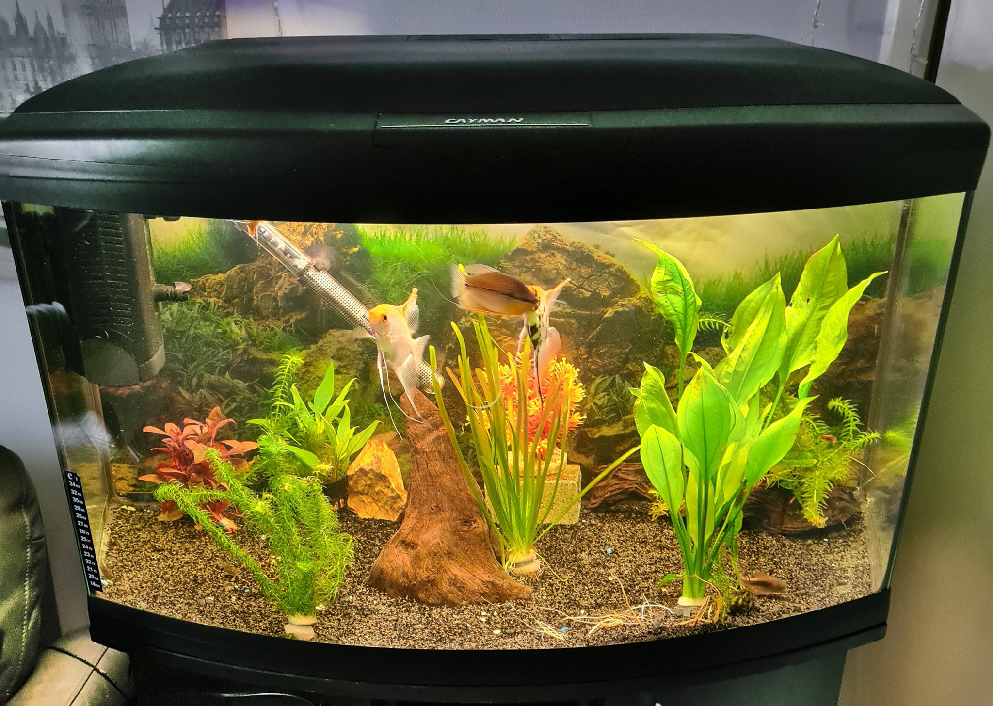 Ferplast Cayman 80 Professional Tropical Aquarium Fish Tank